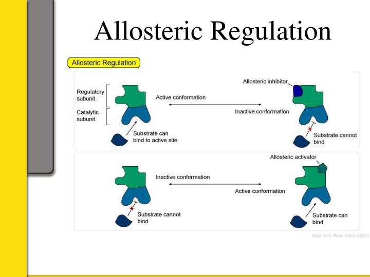 PPT - Enzymes, Regulation, And Inhibition By Nic Oliver And Jamie ... PPT - Enzymes, Regulation, And Inhibition By Nic Oliver And Jamie ...