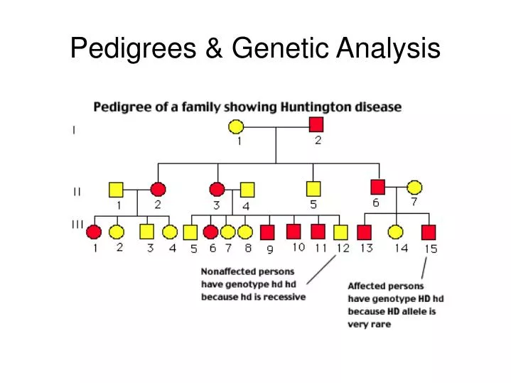 Ppt Pedigrees And Genetic Analysis Powerpoint Presentation Id 3863310