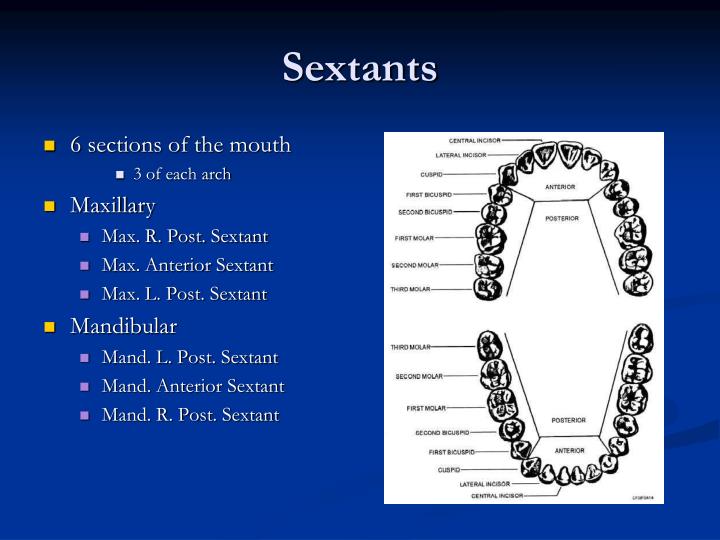Ppt Tooth Morphology Powerpoint Presentation Id3982267