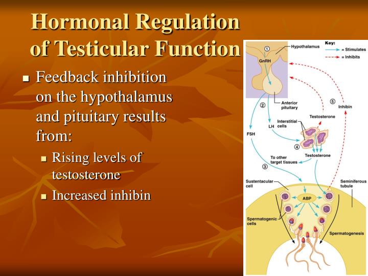Ppt Brain Testicular Axis Powerpoint Presentation Id 4011786