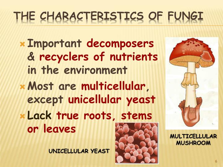 Ppt Kingdom Fungi Powerpoint Presentation Id 4112238