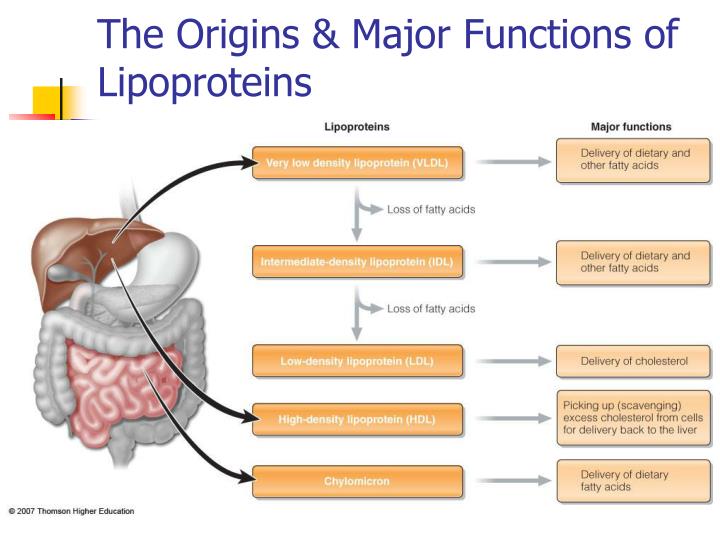 PPT - Lipoproteins PowerPoint Presentation - ID:4279581 PPT - Lipoproteins PowerPoint Presentation - ID:4279581