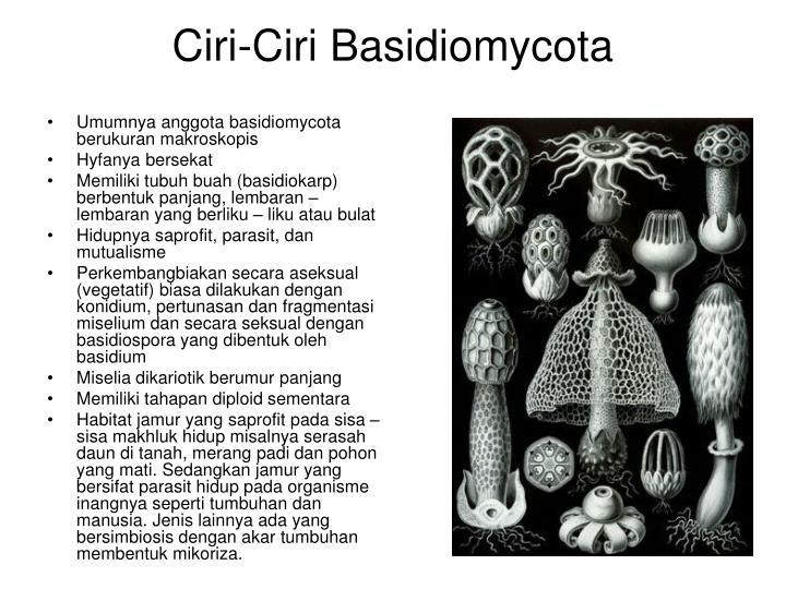 Ppt Basidiomycota Powerpoint Presentation Id 4327158