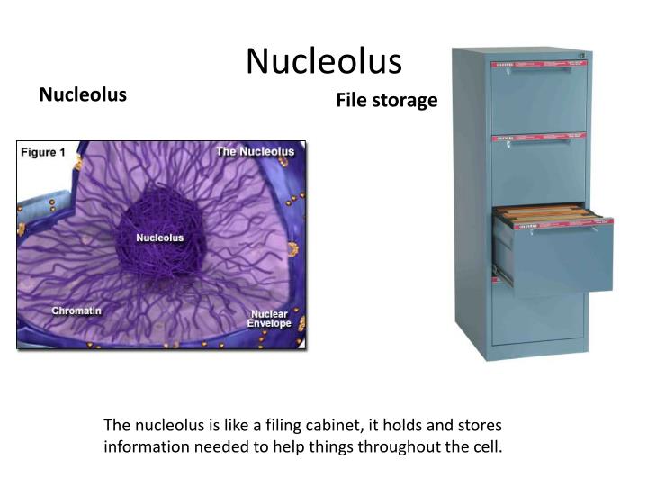 Ppt Cell Parts Analogy Shopping Mall Powerpoint Presentation Id4362327