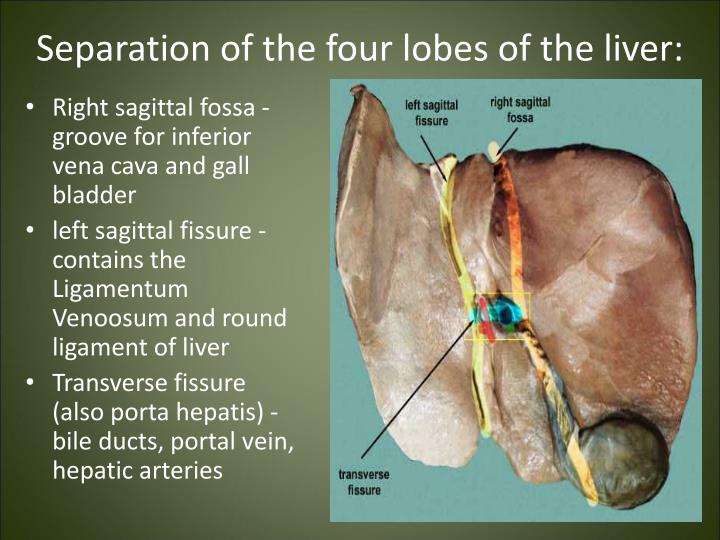 Ppt Liver And Gallbladder Powerpoint Presentation Id4504876