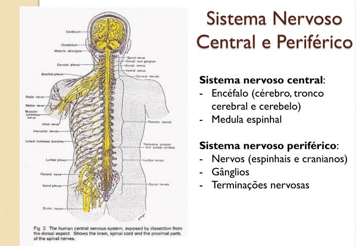 Ppt Organização Do Sistema Nervoso Transmissão Sináptica E