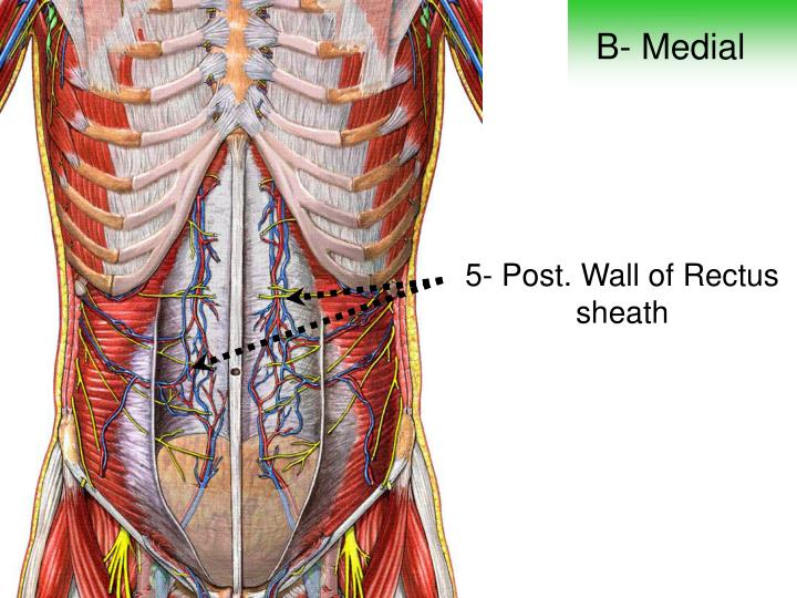 Abdominal Anatomy Anterior Ppt Anterior Abdominal Wall Powerpoint