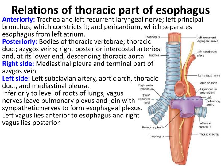 Ppt Thymus Trachea And Oesophagus Powerpoint Presentation Id4960004
