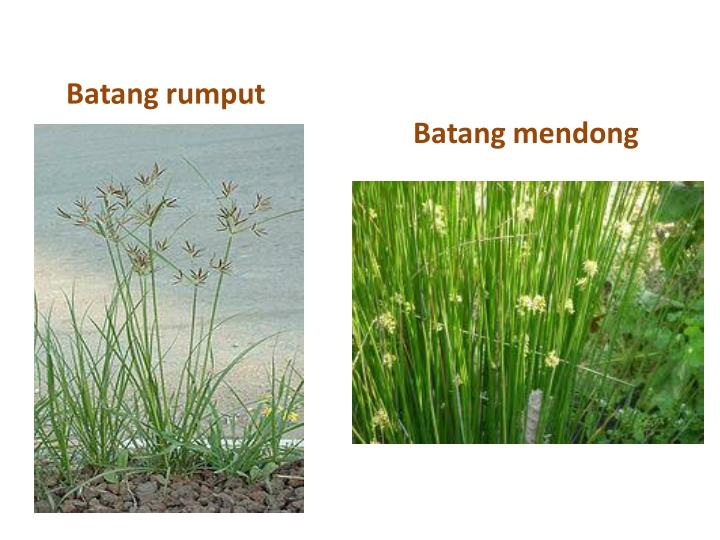 Ppt Batang Caulis Powerpoint Presentation Id5090409