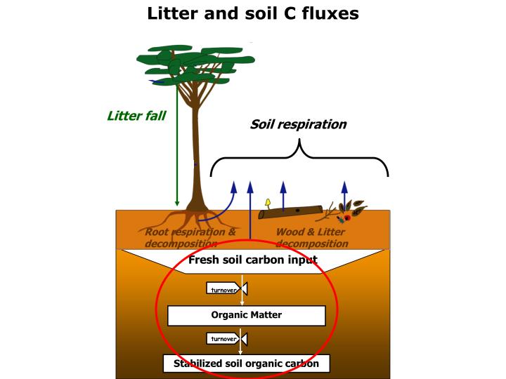 PPT - Detecting changes in soil C pools and dynamics by means of stable ...
