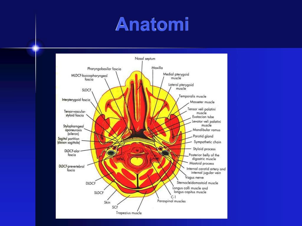 PPT - Parafarengeal Bölge Tümörleri PowerPoint Presentation, free ...
