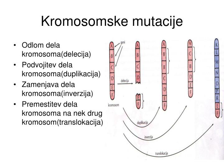 PPT - Dedne spremembe PowerPoint Presentation - ID:3608502