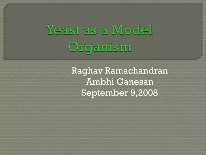 PPT - Yeast as a Model Organism PowerPoint Presentation, free download ...