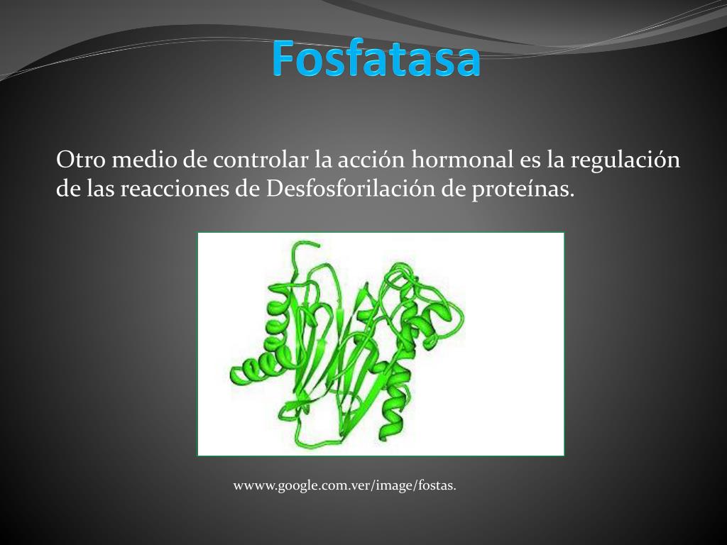PPT - Regulación del Metabolismo PowerPoint Presentation, free download ...