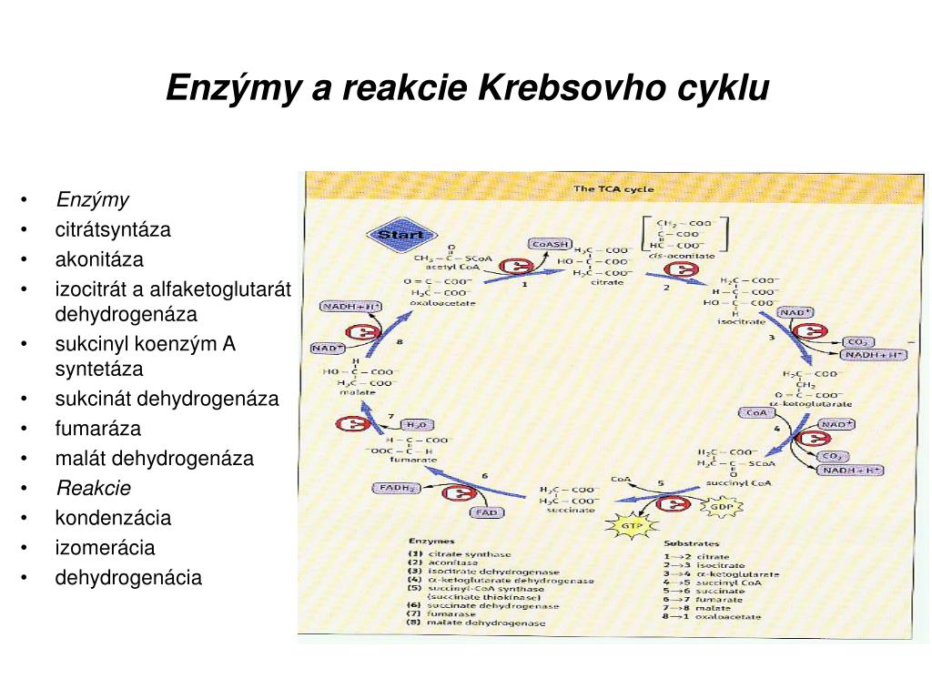 PPT - Cyklus trikarboxylových kyselín PowerPoint Presentation, free ...