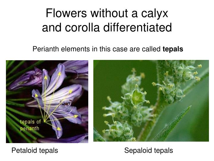 PPT - Flower morphology PowerPoint Presentation - ID:3614831