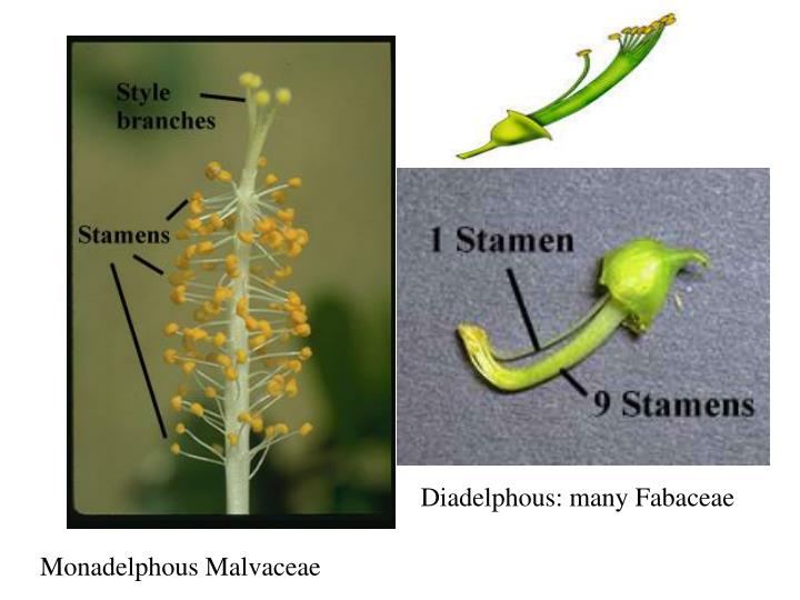 PPT - Flower morphology PowerPoint Presentation - ID:3614831