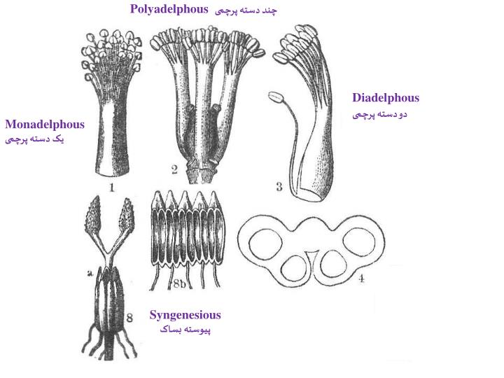 PPT - Flower morphology PowerPoint Presentation - ID:3614831