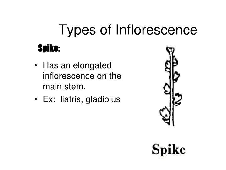 PPT - Flower morphology PowerPoint Presentation - ID:3614831