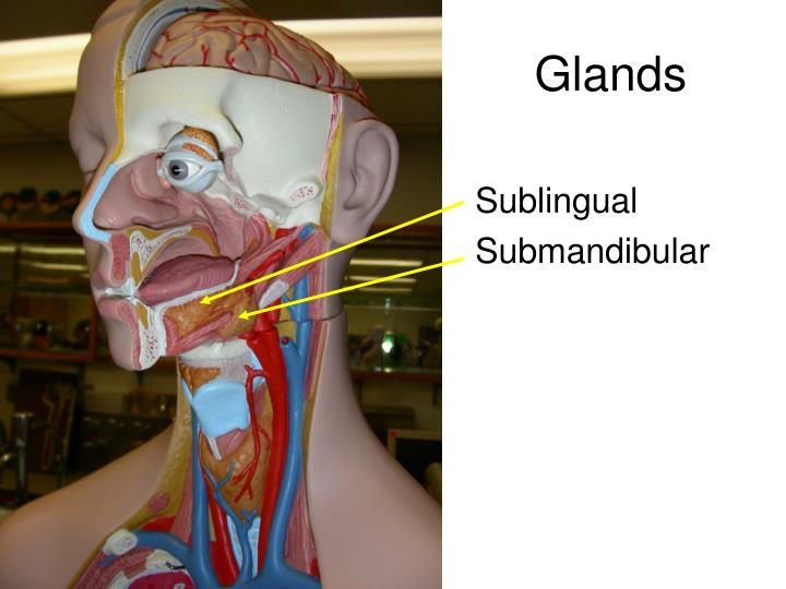 PPT - Digestive System Cat, Histology and Models PowerPoint ...