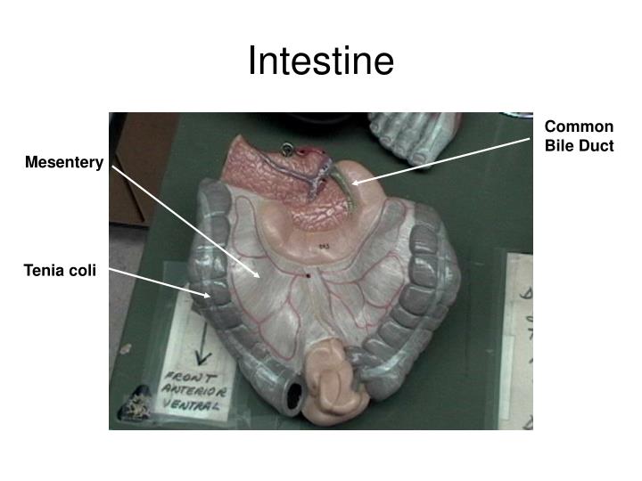PPT - Digestive System Cat, Histology and Models PowerPoint ...