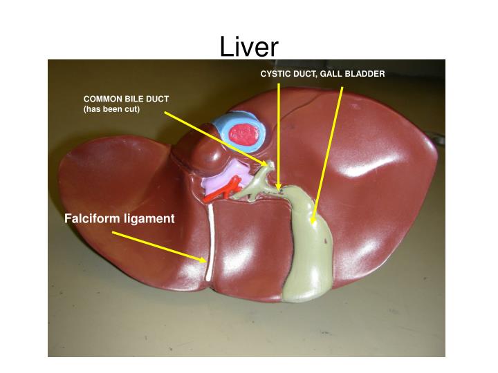 PPT - Digestive System Cat, Histology and Models PowerPoint ...