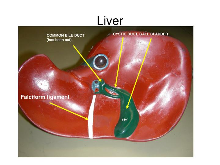 PPT - Digestive System Cat, Histology and Models PowerPoint ...