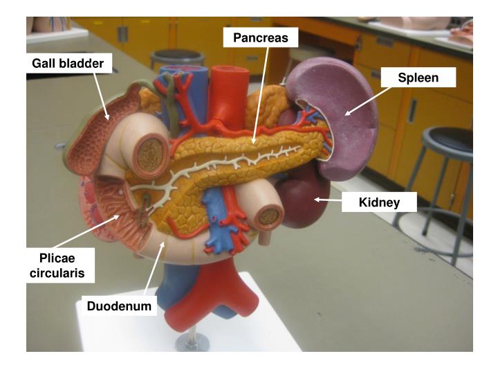 PPT - Digestive System Cat, Histology and Models PowerPoint ...