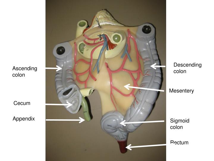 PPT - Digestive System Cat, Histology and Models PowerPoint ...