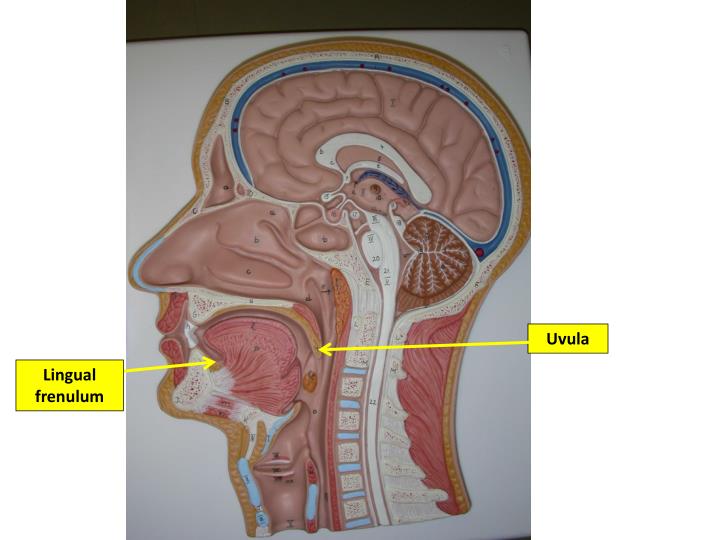 PPT - Digestive System Cat, Histology and Models PowerPoint ...