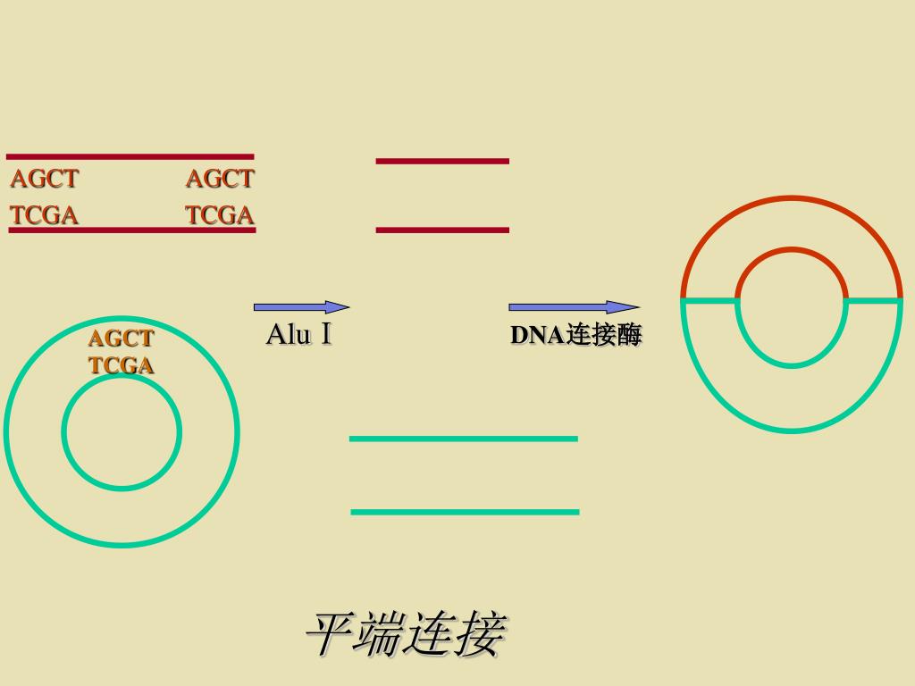 PPT - 实验二 DNA 重组技术 PowerPoint Presentation, free download - ID:3615359