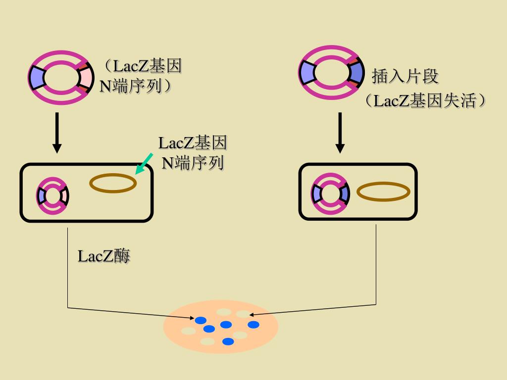 PPT - 实验二 DNA 重组技术 PowerPoint Presentation, free download - ID:3615359