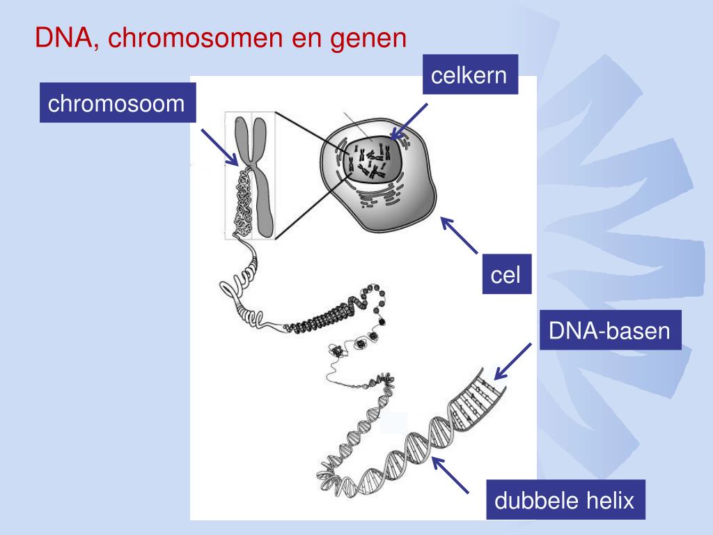 PPT - Voortgang in de DNA diagnostiek PowerPoint Presentation, free ...