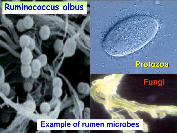 PPT - Dairy digestive system & Dairy feed PowerPoint Presentation - ID ...