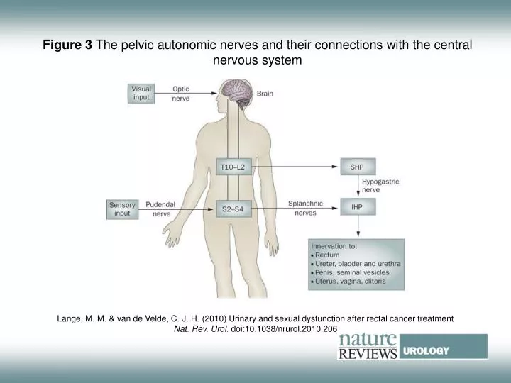 PPT - Figure 3 The pelvic autonomic nerves and their connections with ...