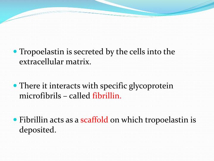 PPT - ELASTIN PowerPoint Presentation - ID:3622801