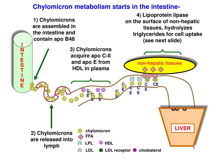 PPT - Cholesterol transport and uptake PowerPoint Presentation - ID:3623090