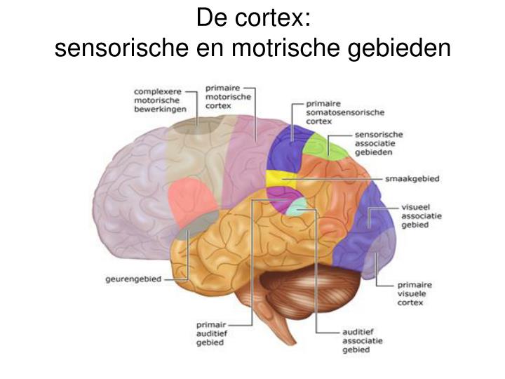 PPT - De hersenen PowerPoint Presentation - ID:3623370