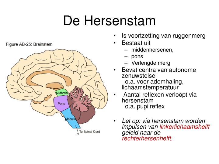 PPT - De hersenen PowerPoint Presentation - ID:3623370