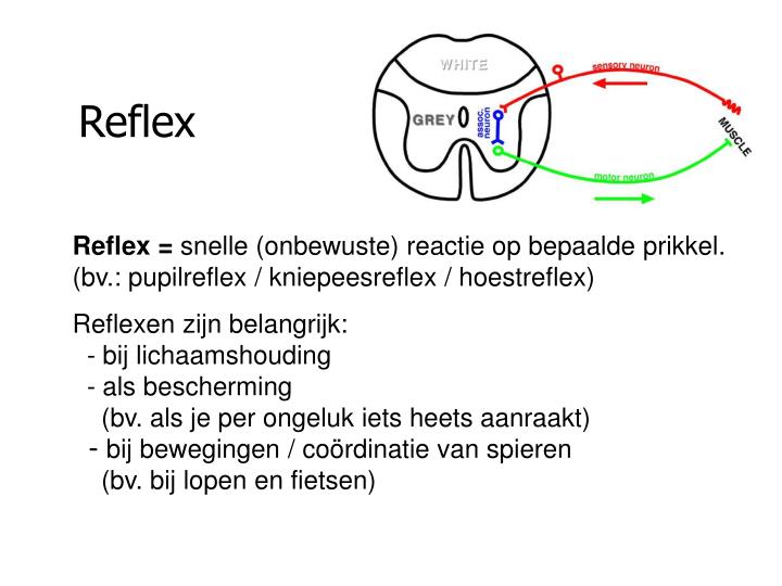 PPT - De hersenen PowerPoint Presentation - ID:3623370