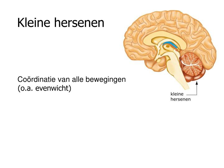 PPT - De hersenen PowerPoint Presentation - ID:3623370