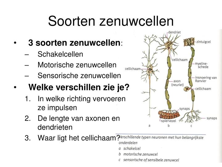 PPT - De hersenen PowerPoint Presentation - ID:3623370
