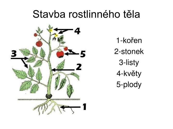PPT - Rostliny - opakování PowerPoint Presentation - ID:3623492