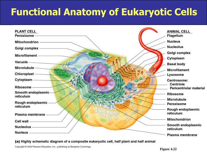 PPT - Chapter 4: Functional Anatomy of Prokaryotic and Eukaryotic Cells ...