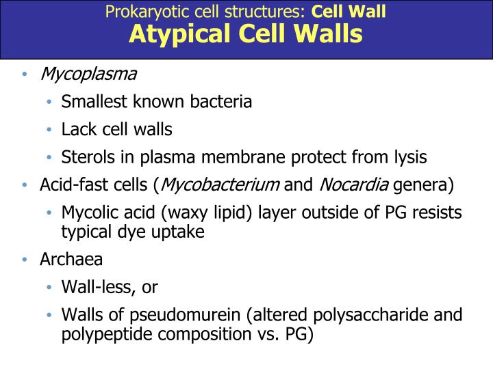 PPT - Chapter 4: Functional Anatomy of Prokaryotic and Eukaryotic Cells ...