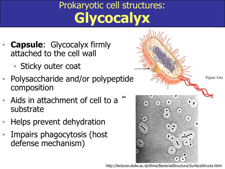 PPT - Chapter 4: Functional Anatomy of Prokaryotic and Eukaryotic Cells ...