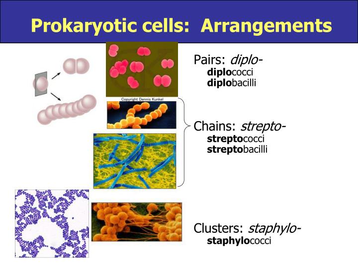 PPT - Chapter 4: Functional Anatomy of Prokaryotic and Eukaryotic Cells ...