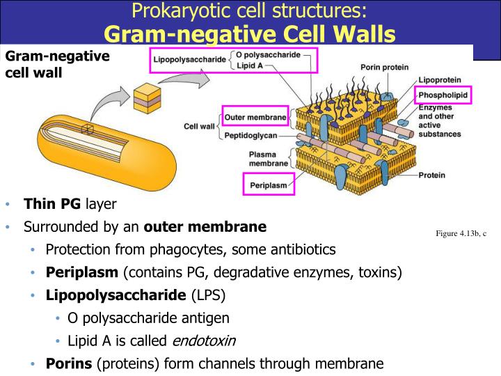 PPT - Chapter 4: Functional Anatomy of Prokaryotic and Eukaryotic Cells ...