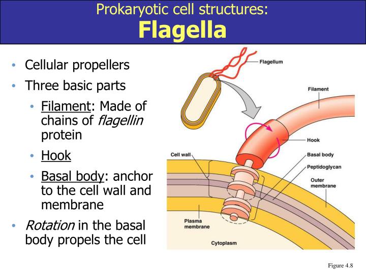 PPT - Chapter 4: Functional Anatomy of Prokaryotic and Eukaryotic Cells ...