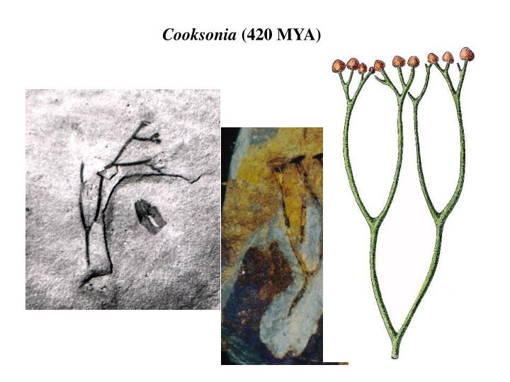 PPT - Fossil Stromatolites (3.5 BYA) PowerPoint Presentation - ID:3624538